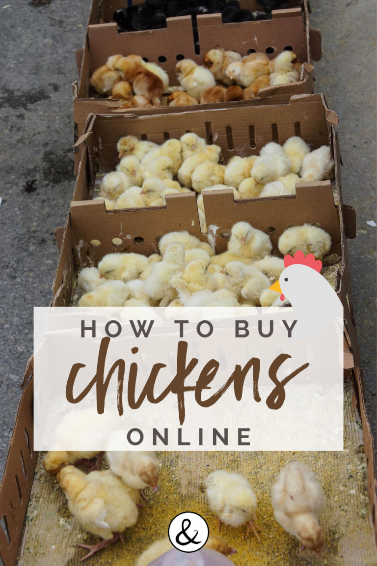 How to Buy Chickens Online • All Natural & Good • Homesteading