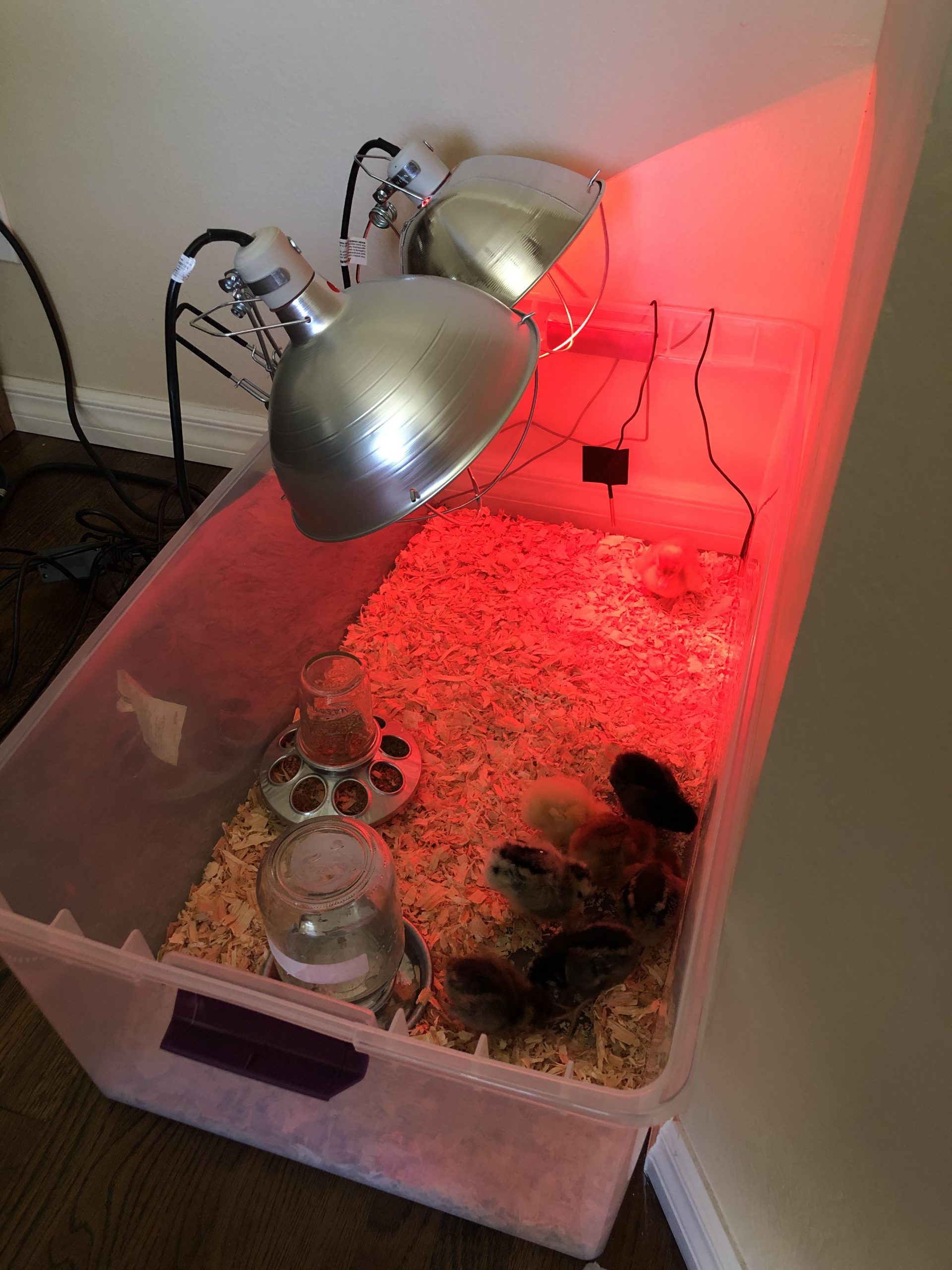 Raising Chicks Week 1 • All Natural & Good • Chickens